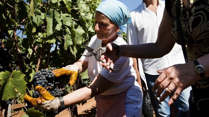 Italy's Tenute Rubino winery brings back rare varieties