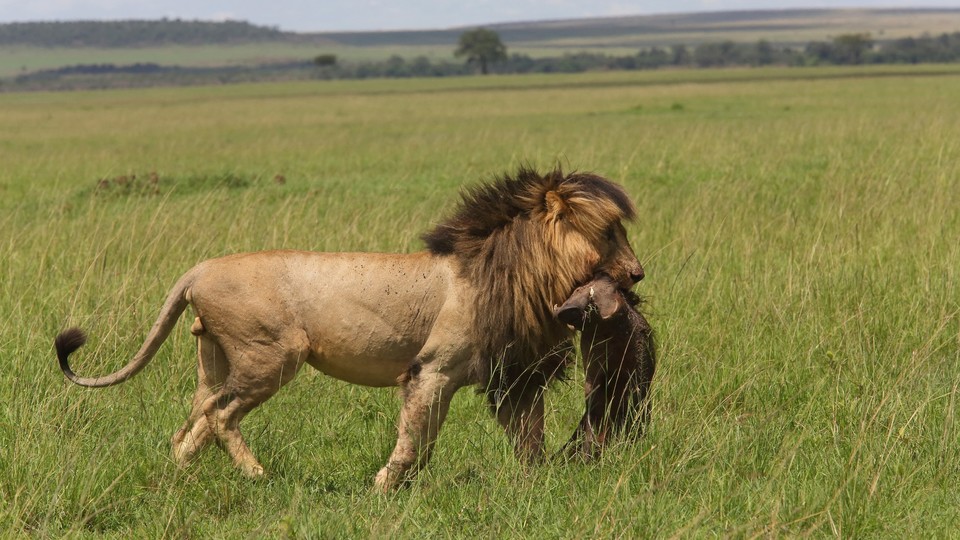 Le immagini del leone Scarface