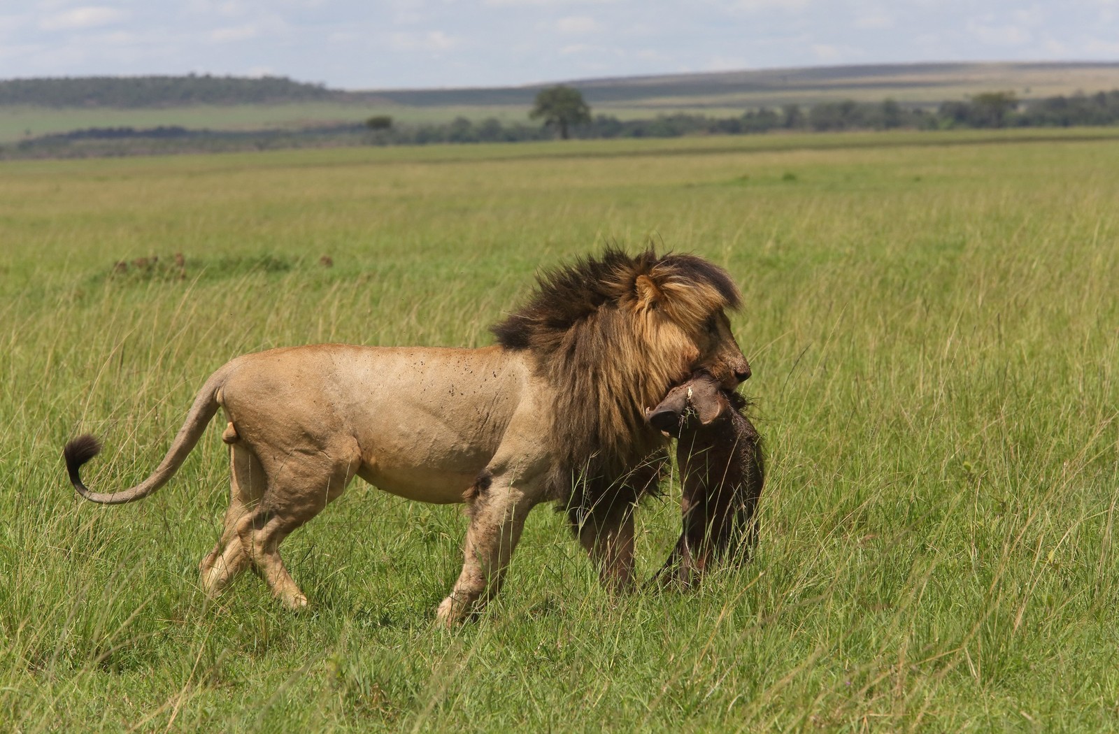 Scarface, the legendary lion of the Masai Mara, died - Time News