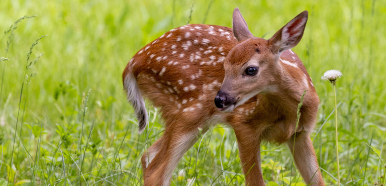 Anatomia Del Cranio Del Cervo Dalla Coda Bianca