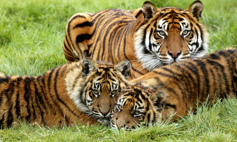 Le tigri in libertà nel mondo sono aumentate del 40%