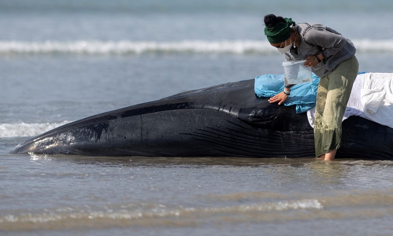 Rarissimo salvataggio in Francia di una balena spiaggiata