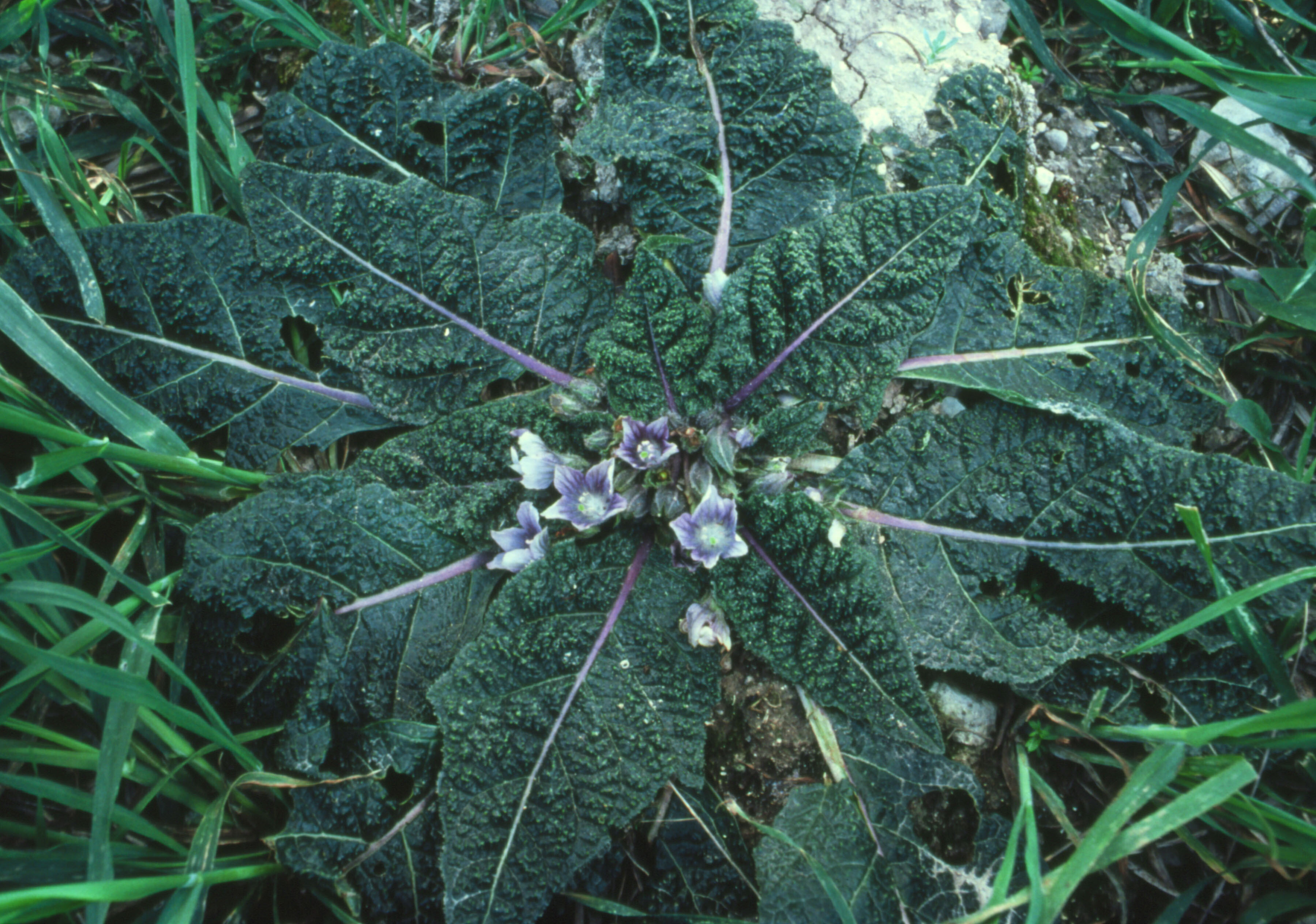 mandragora pianta