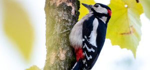 La controversa leggenda del picchio dal becco d’avorio