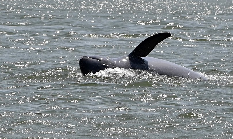 La difficile missione per salvare i delfini del Mekong