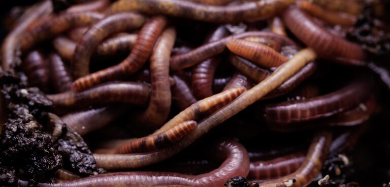 I lombrichi potrebbero fertilizzare il suolo lunare