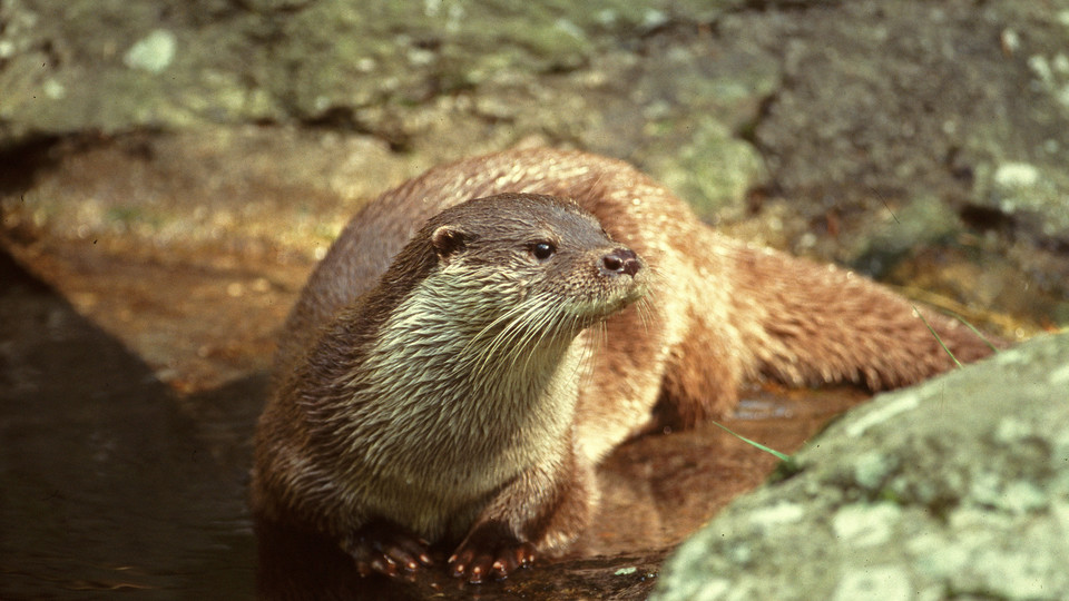 In Italia è tornata la lontra