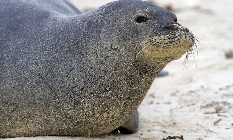 Gli Usa mettono una taglia da 5 mila dollari sul killer di una foca monaca