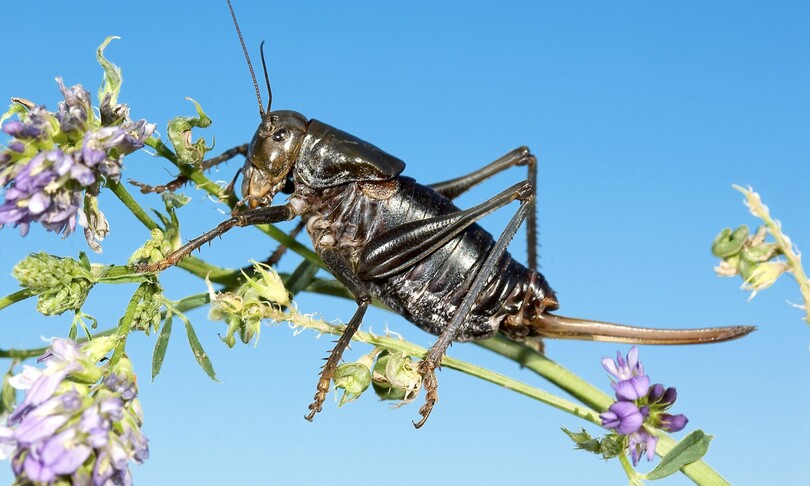 La spaventosa invasione dei grilli mormoni in Nevada