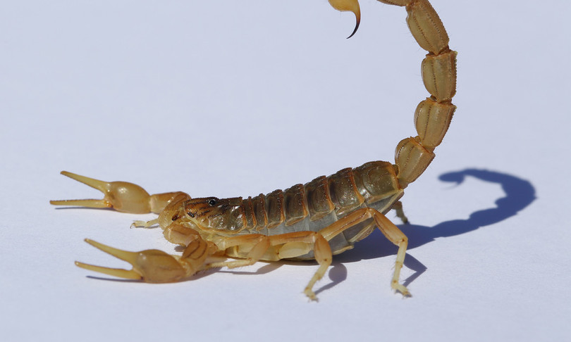 Scoperta da un fossile una nuova specie di scorpione