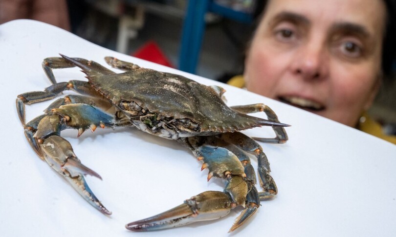 Il granchio blu da killer dei mari e principe della tavola