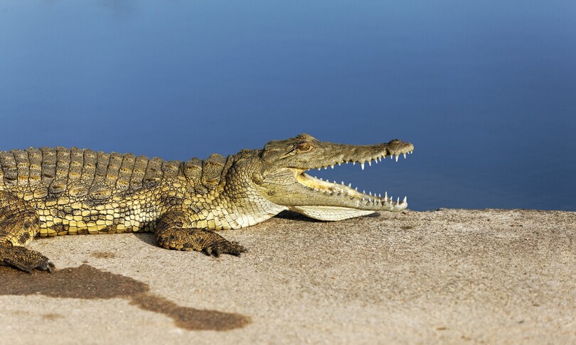Coccodrillo libero in strada, scatta il panico nell'Agrigentino